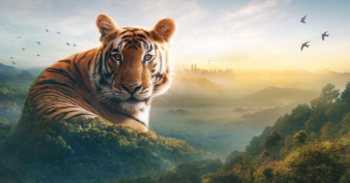 Best David Attenborough Documentaries | Freely